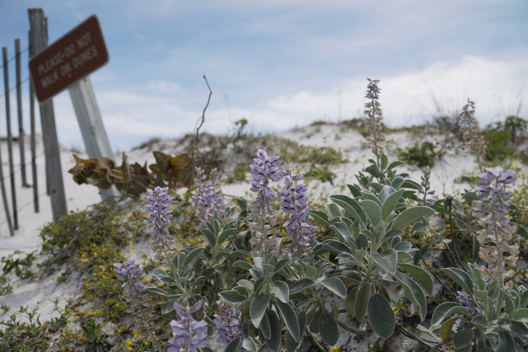 Blue Mountain Beach Vacation Guide: Your Complete 30A Hidden Gem Experience